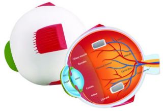 Cross Section Human Eye Model - My Gifted Child
