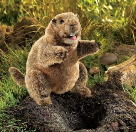 Folkmanis Puppet - Groundhog - My Gifted Child