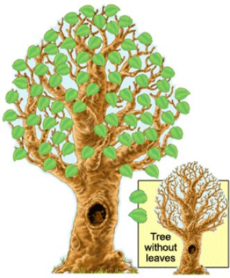 BulletinBoard - Big Realistic Tree [CD-110007] - My Gifted Child